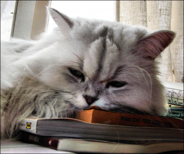 7 Factos Fascinantes Sobre Gatos- Online24